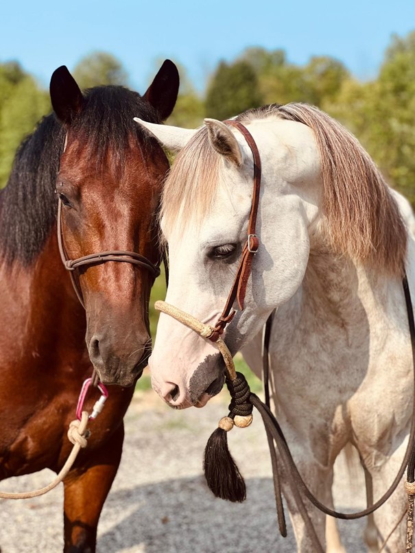 Wild Spring Ranch | IQM destination Lika | Subjekt | Lika destination